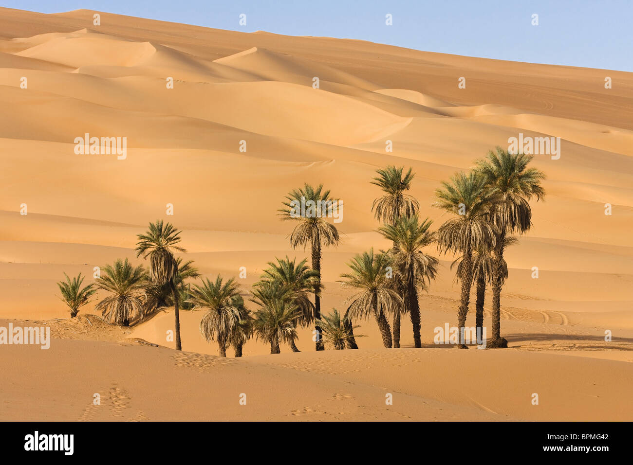 Date Palms, Phoenix spec., in the libyan desert, Oasis Um el Ma, Libya ...