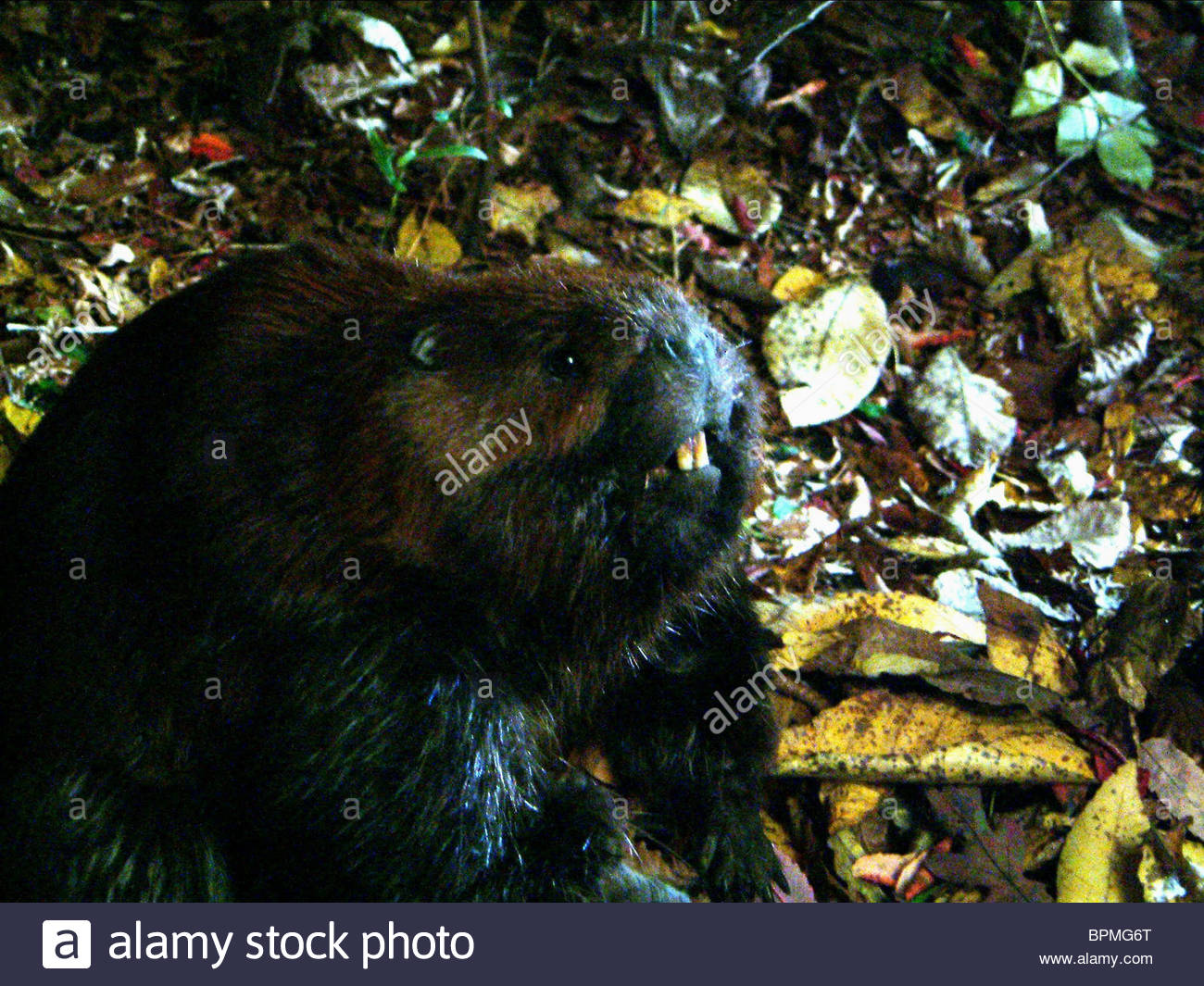 Stefaniuk Stock Photos & Stefaniuk Stock Images - Alamy