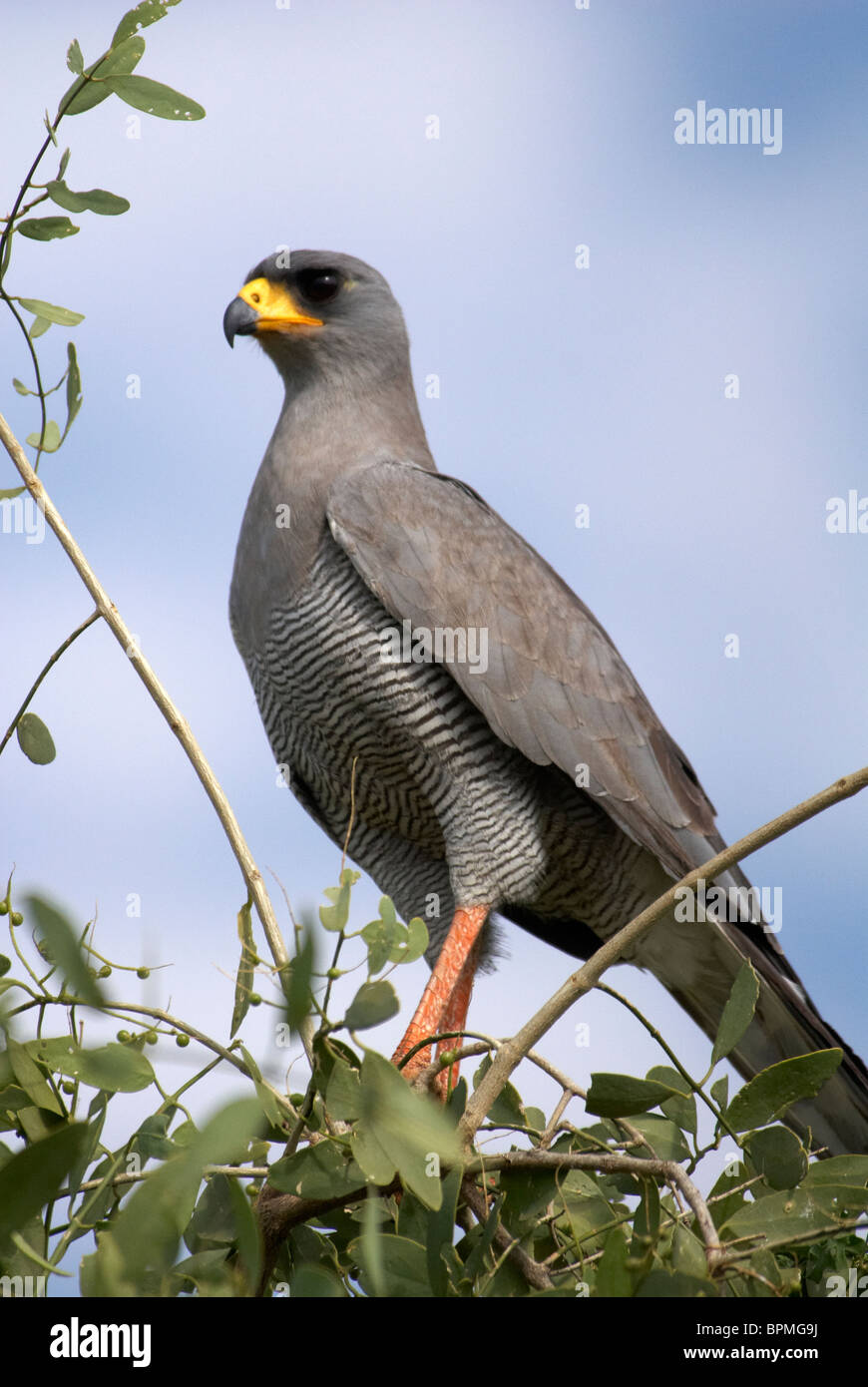 Pale Eastern Chanting Goshawk Stock Photo - Alamy