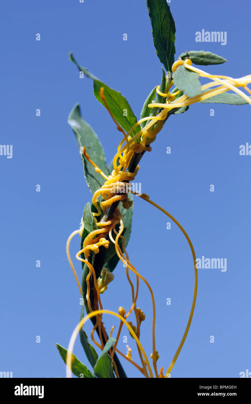 Dodder. Parasitic plant on host. Cuscuta sp Stock Photo - Alamy