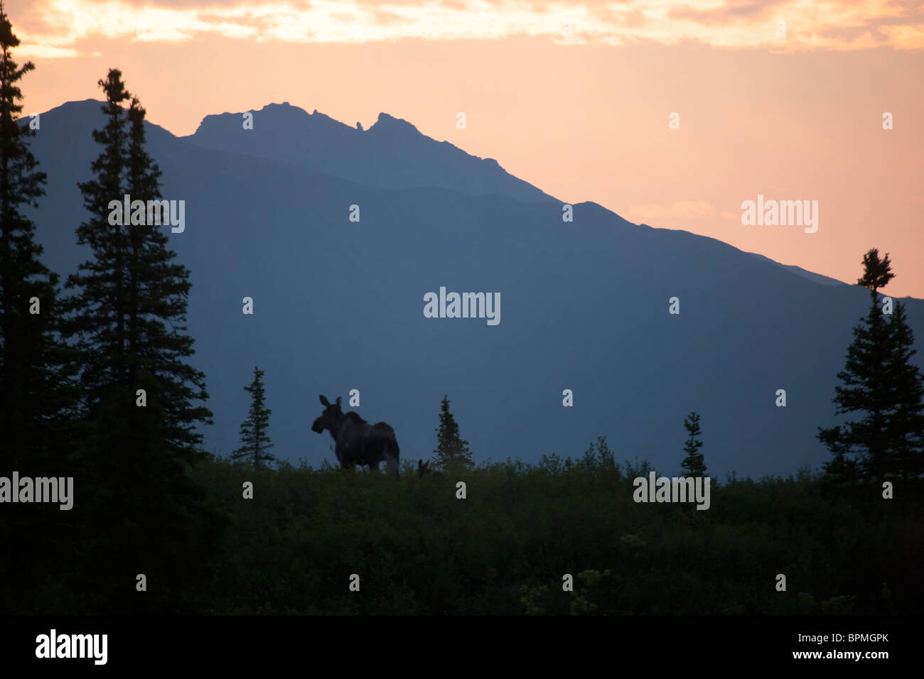 Moose, Denali National Park, Alaska Stock Photo - Alamy