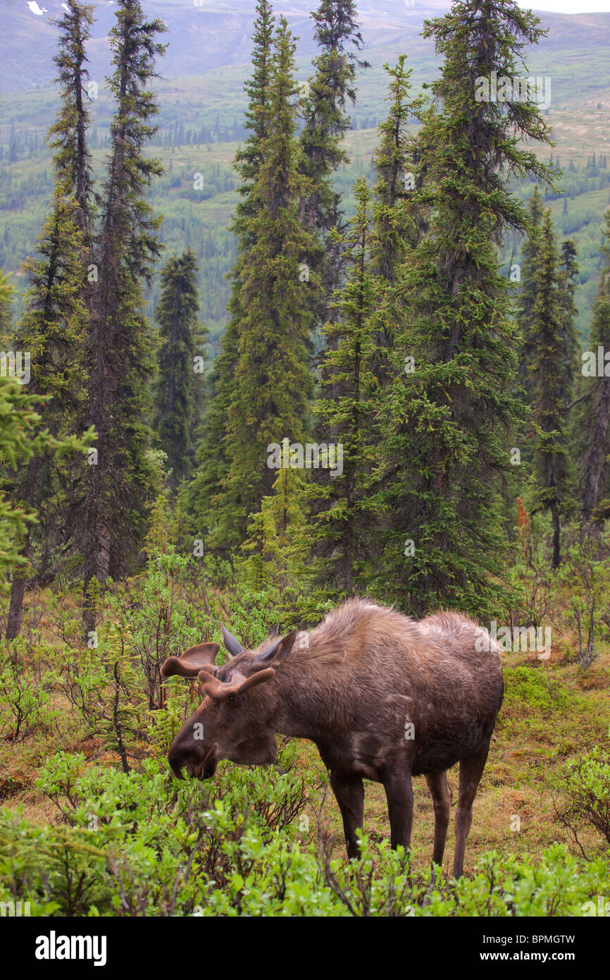 Moose, Denali National Park, Alaska Stock Photo - Alamy
