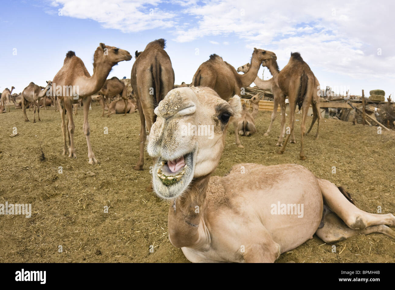 Sebha hi-res stock photography and images - Alamy
