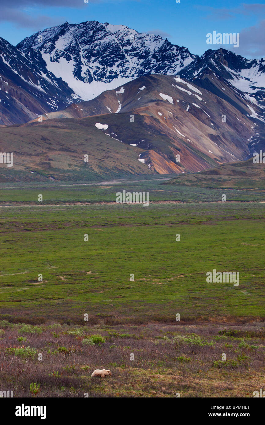Grizzly bear, Denali National Park, Alaska Stock Photo - Alamy
