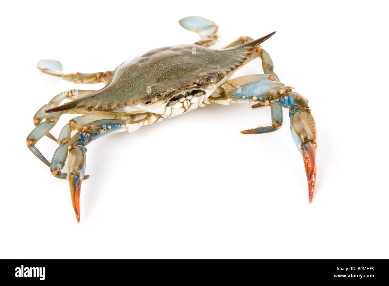 Blue crab hi-res stock photography and images - Alamy