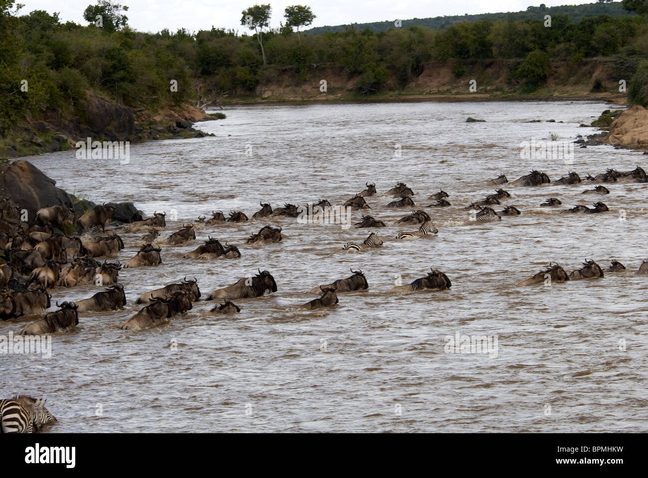 Wildebeest crossing MAra river Stock Photo - Alamy