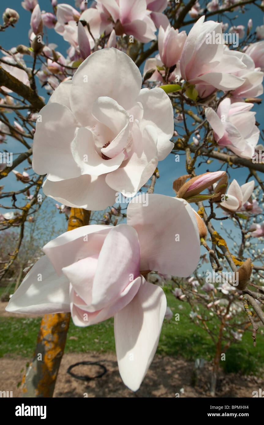 Saucer Magnolia (Magnolia Paul Cook), flowering twig Stock Photo - Alamy