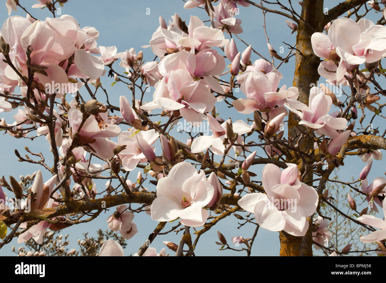 Saucer Magnolia (Magnolia Paul Cook), flowering twig Stock Photo - Alamy