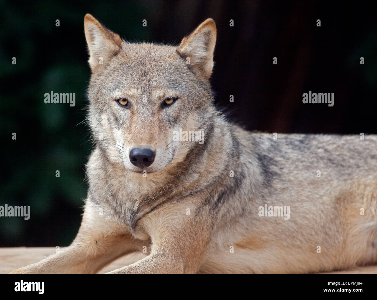 Grey Wolf (canis lupus Stock Photo - Alamy