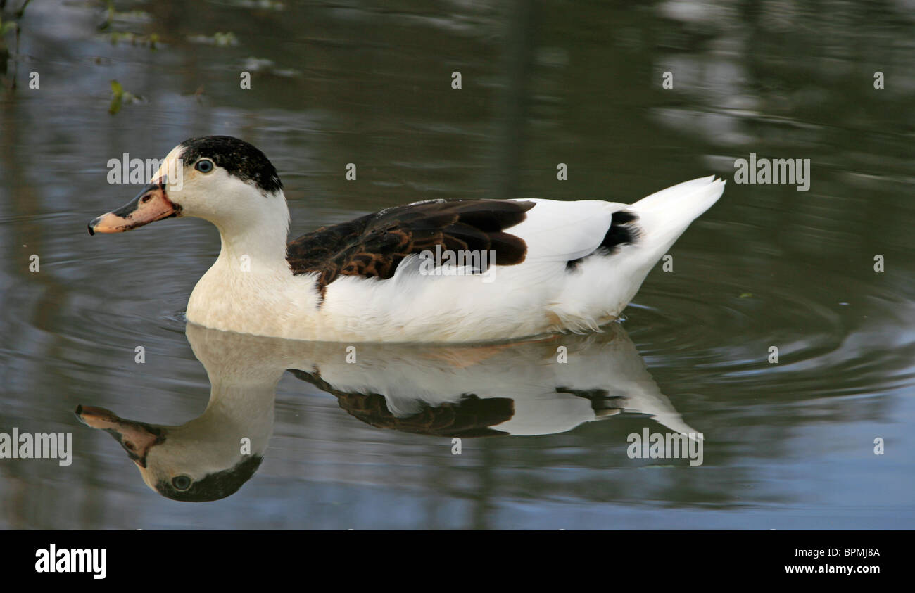 duck in water with reflection and water ripples Stock Photo - Alamy