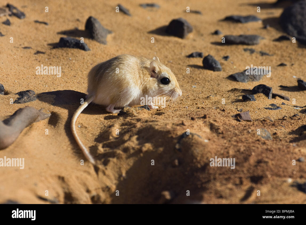 Meriones hi-res stock photography and images - Alamy
