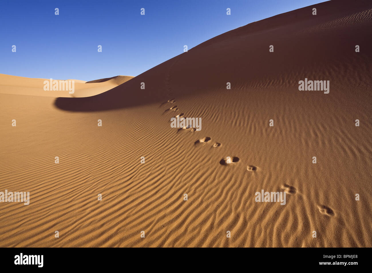 Desert Fox North Africa High Resolution Stock Photography and Images ...