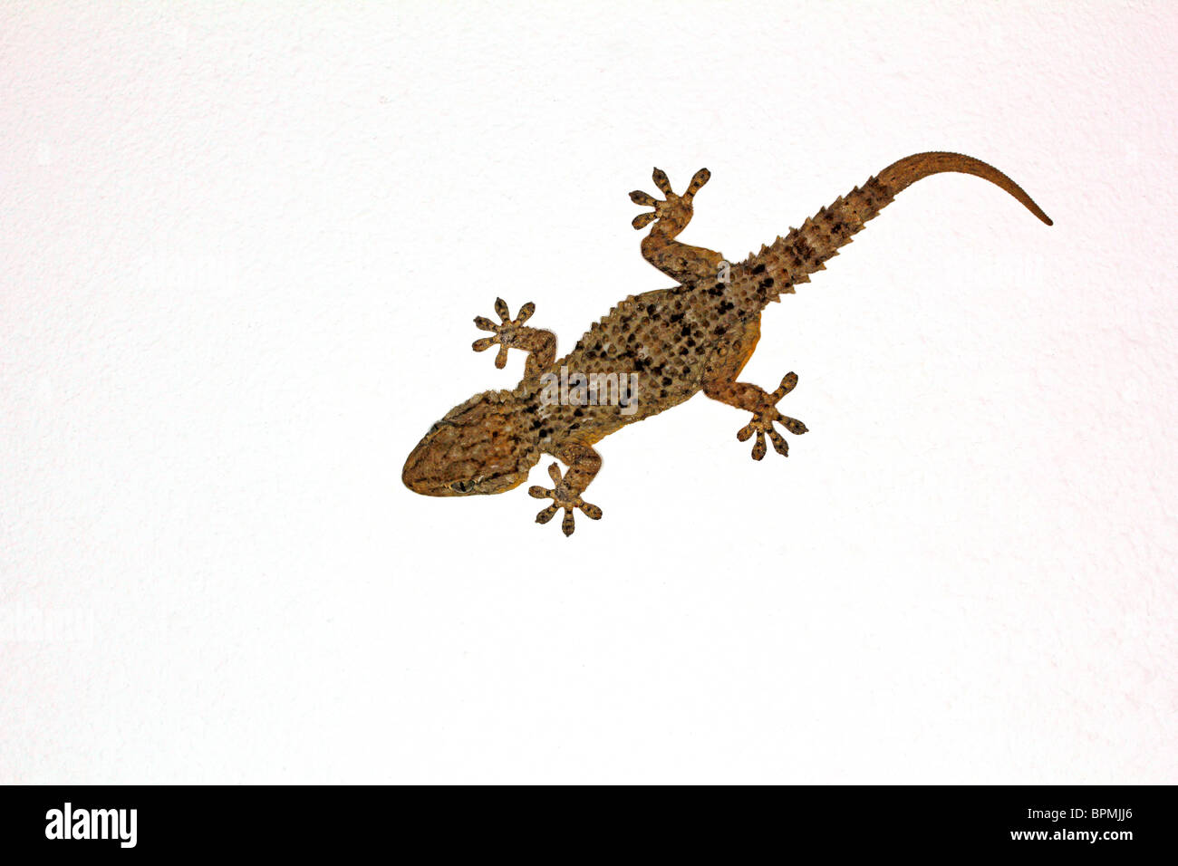 European common gecko. Tarentola mauritanica Stock Photo - Alamy