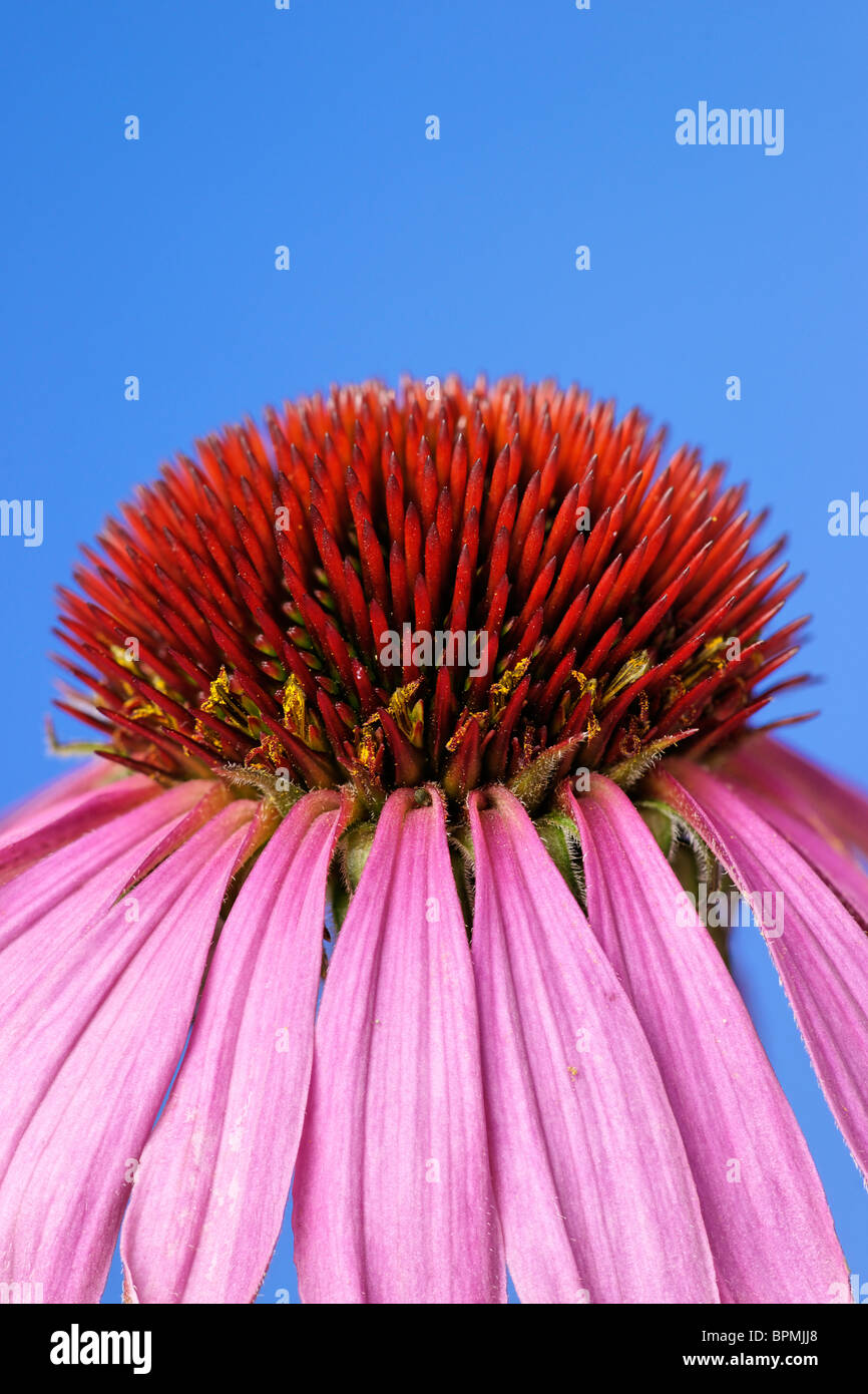 Echinacea purpurea (Eastern purple coneflower or Purple coneflower ...
