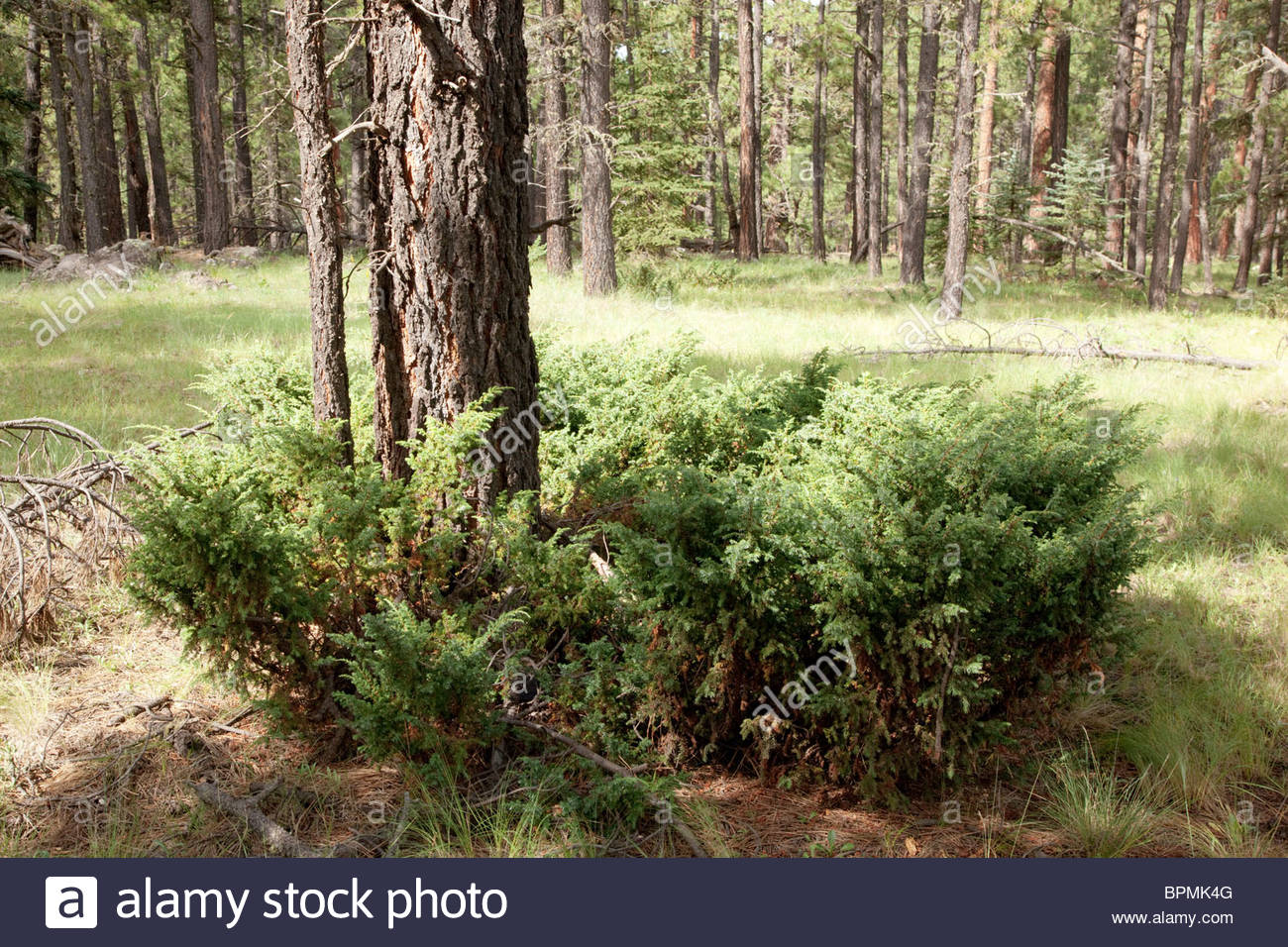 Dwarf Pine Trees Stock Photos & Dwarf Pine Trees Stock Images - Alamy