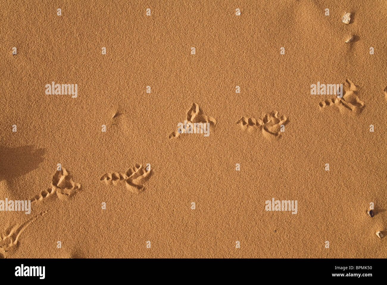 Bird's spoor in the libyan desert, Libya, Sahara, North Africa Stock ...