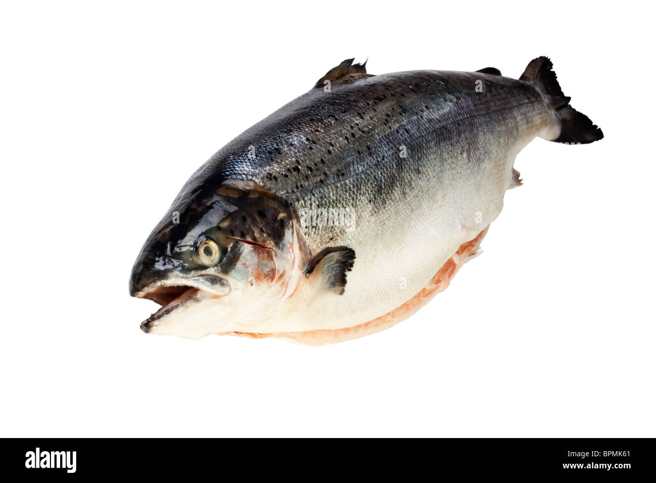 Salmon eye hi-res stock photography and images - Alamy