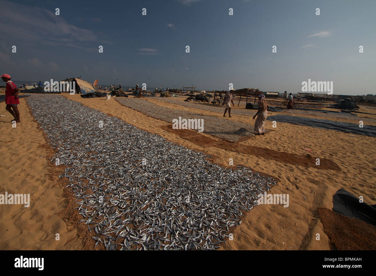 line of fish drying on the beach, negombo Stock Photo - Alamy