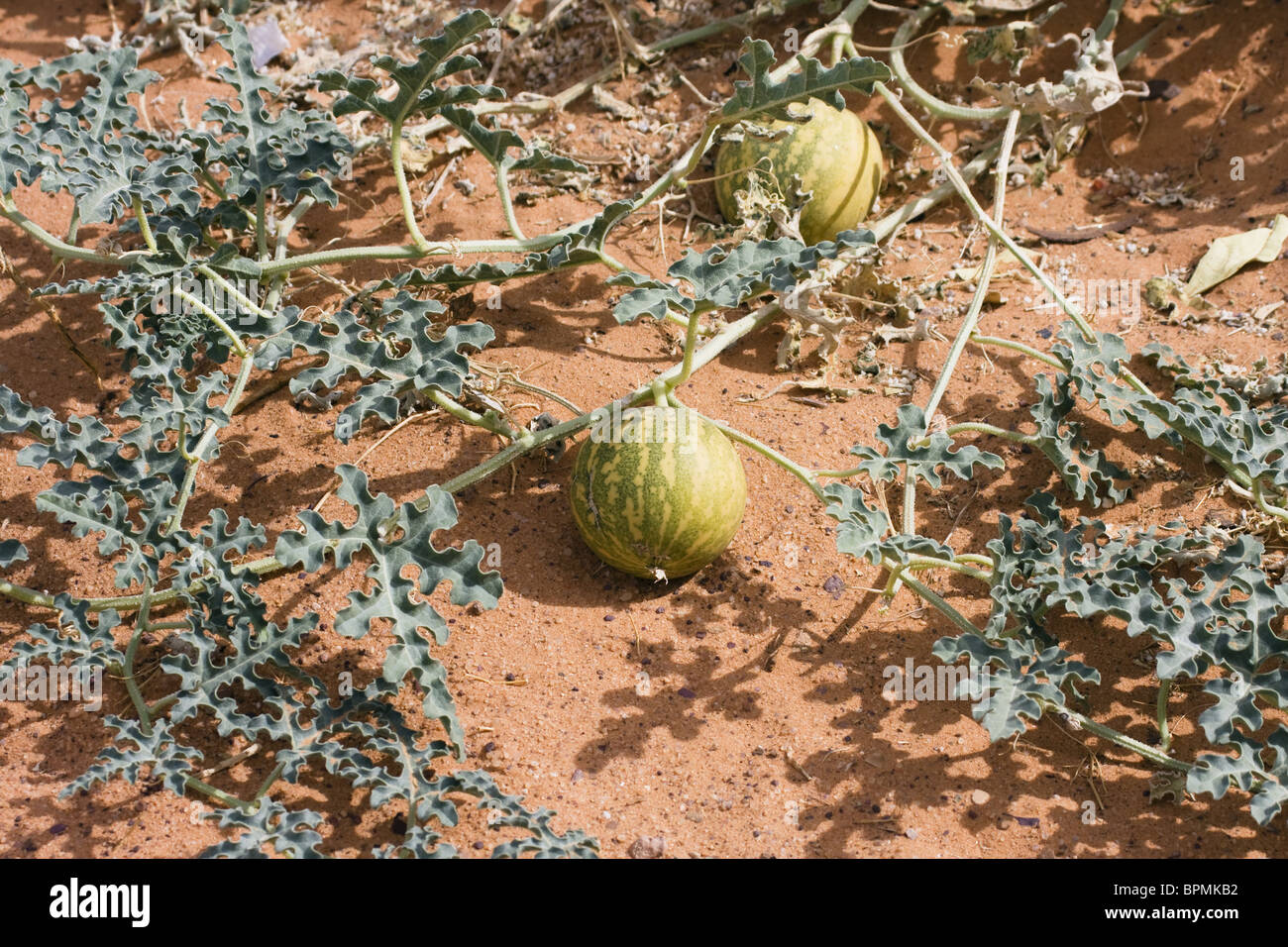 Colocynth Bitter Apple, Citrullus colocynthis, desert, Libya, North ...