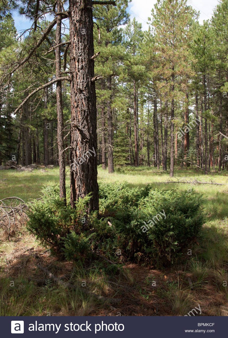 Common Juniper Juniperus Communis High Resolution Stock Photography and ...