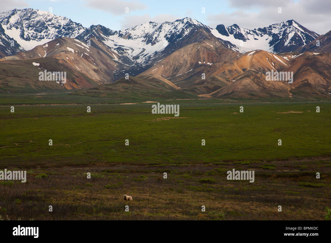 Grizzly bear, Denali National Park, Alaska Stock Photo - Alamy