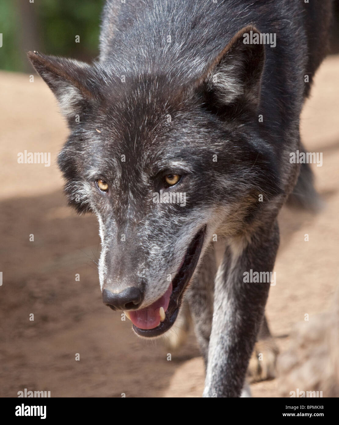 Black Grey Wolf (canis lupus Stock Photo - Alamy