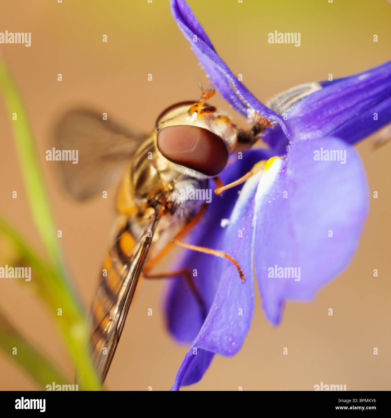 Diptera Feeding High Resolution Stock Photography and Images - Alamy