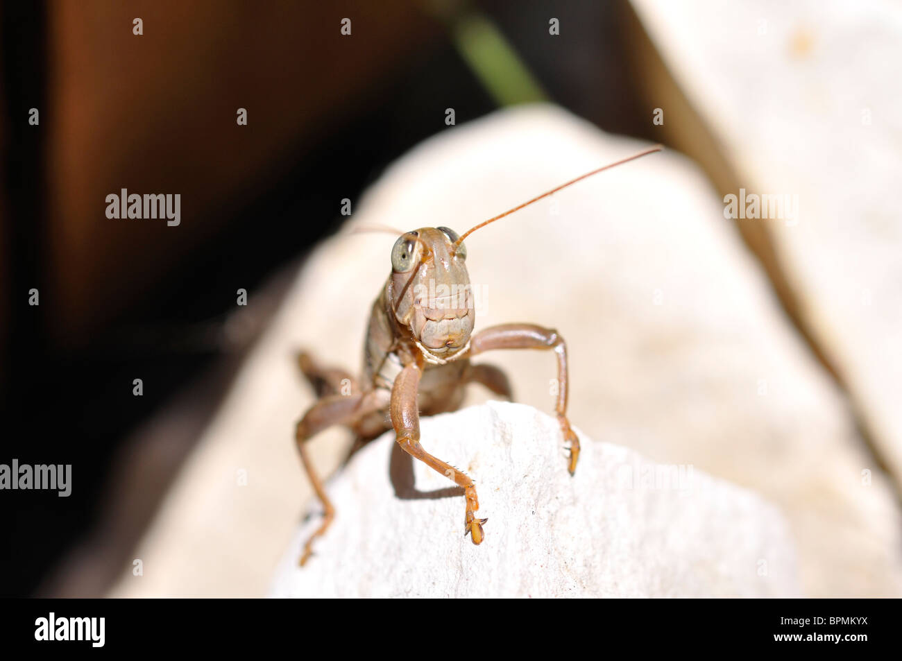 Phylum arthropods hi-res stock photography and images - Alamy