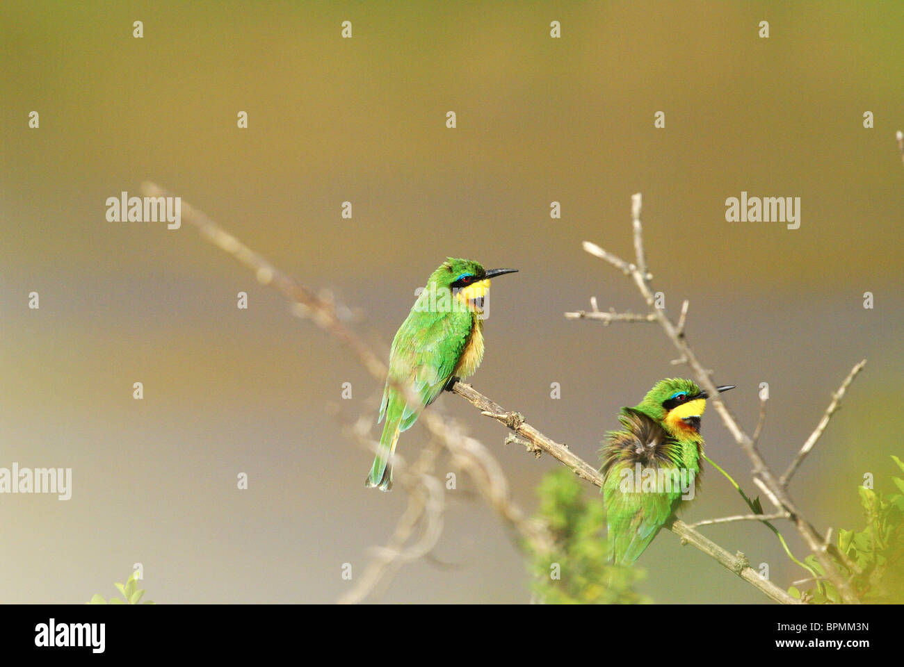 Common bee eater hi-res stock photography and images - Alamy