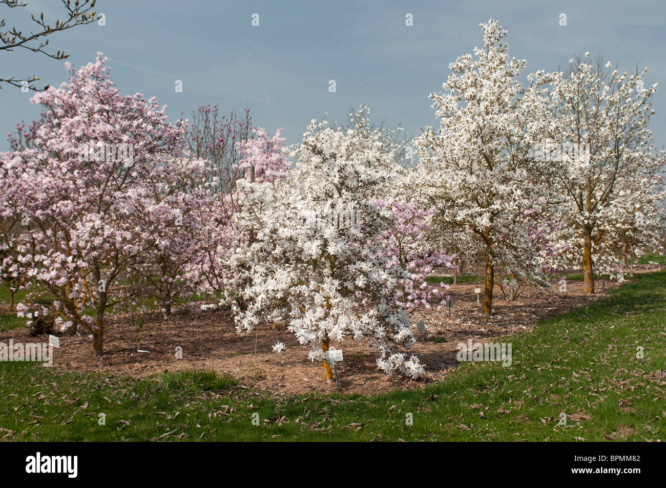 Magnolia (Magnolia sp.), flowering trees of different varieties Stock ...