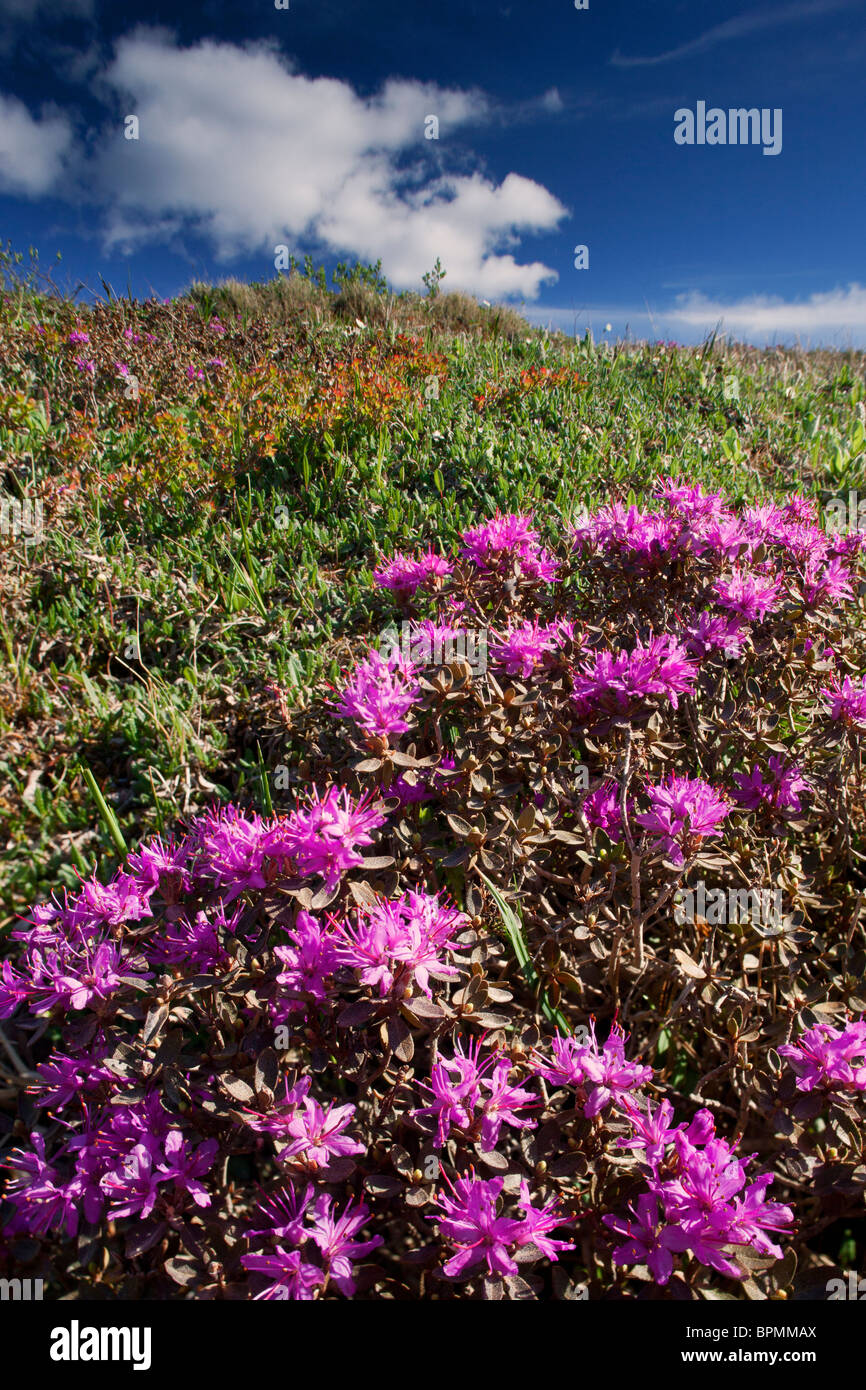 Wildflowers bloom in Denali National Park, Alaska Stock Photo - Alamy