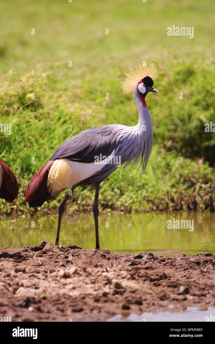 Crown crane hi-res stock photography and images - Alamy