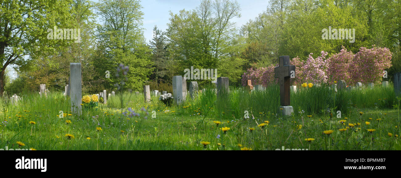 Cemetery Panoramic view of gravestones in Springtime through long grass ...