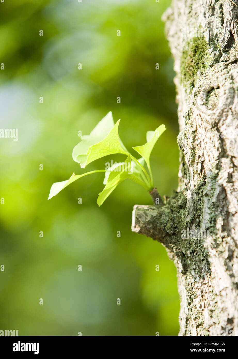 Gingko tree trunk hi-res stock photography and images - Alamy
