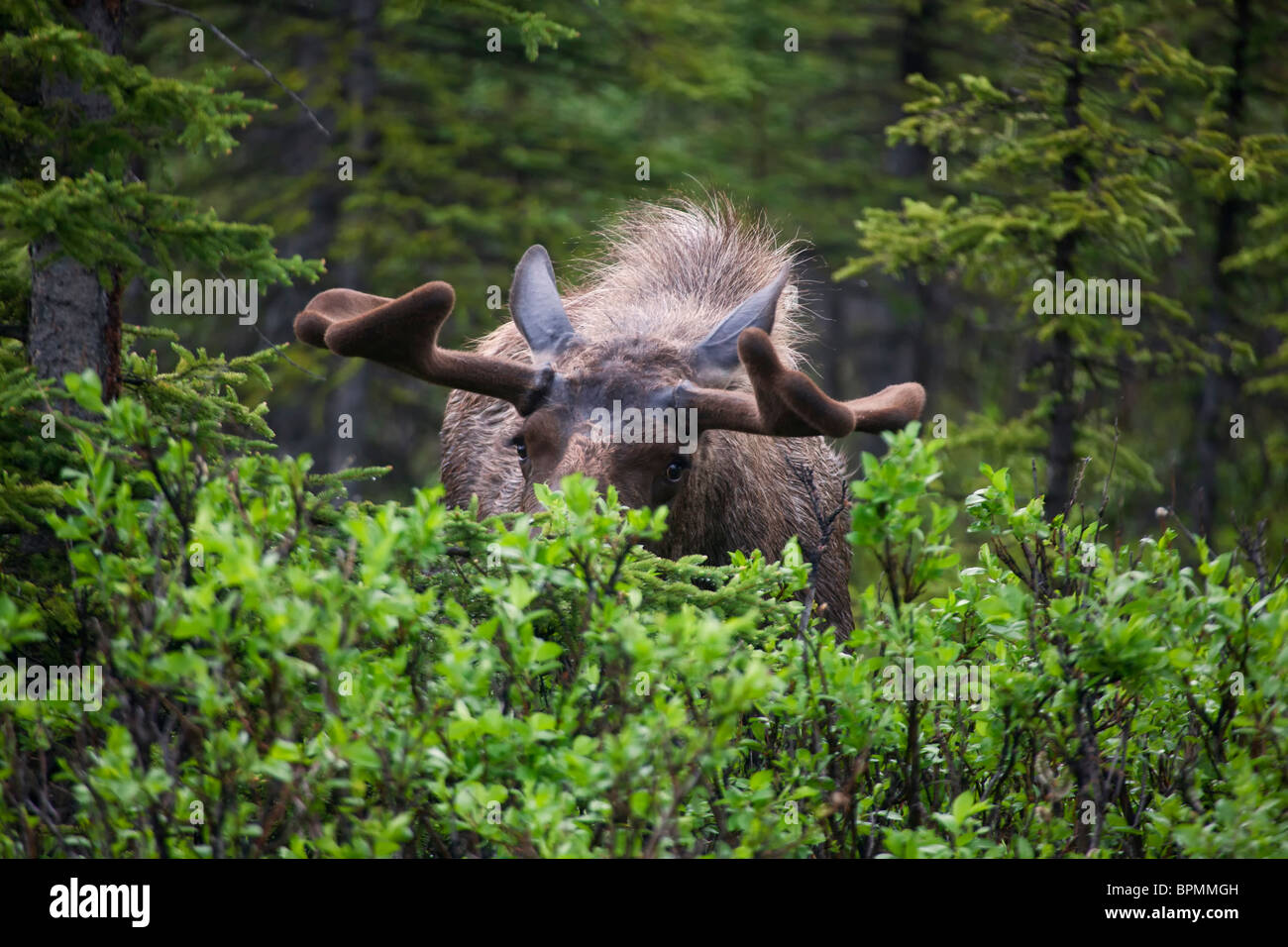 Moose, Denali National Park, Alaska Stock Photo - Alamy