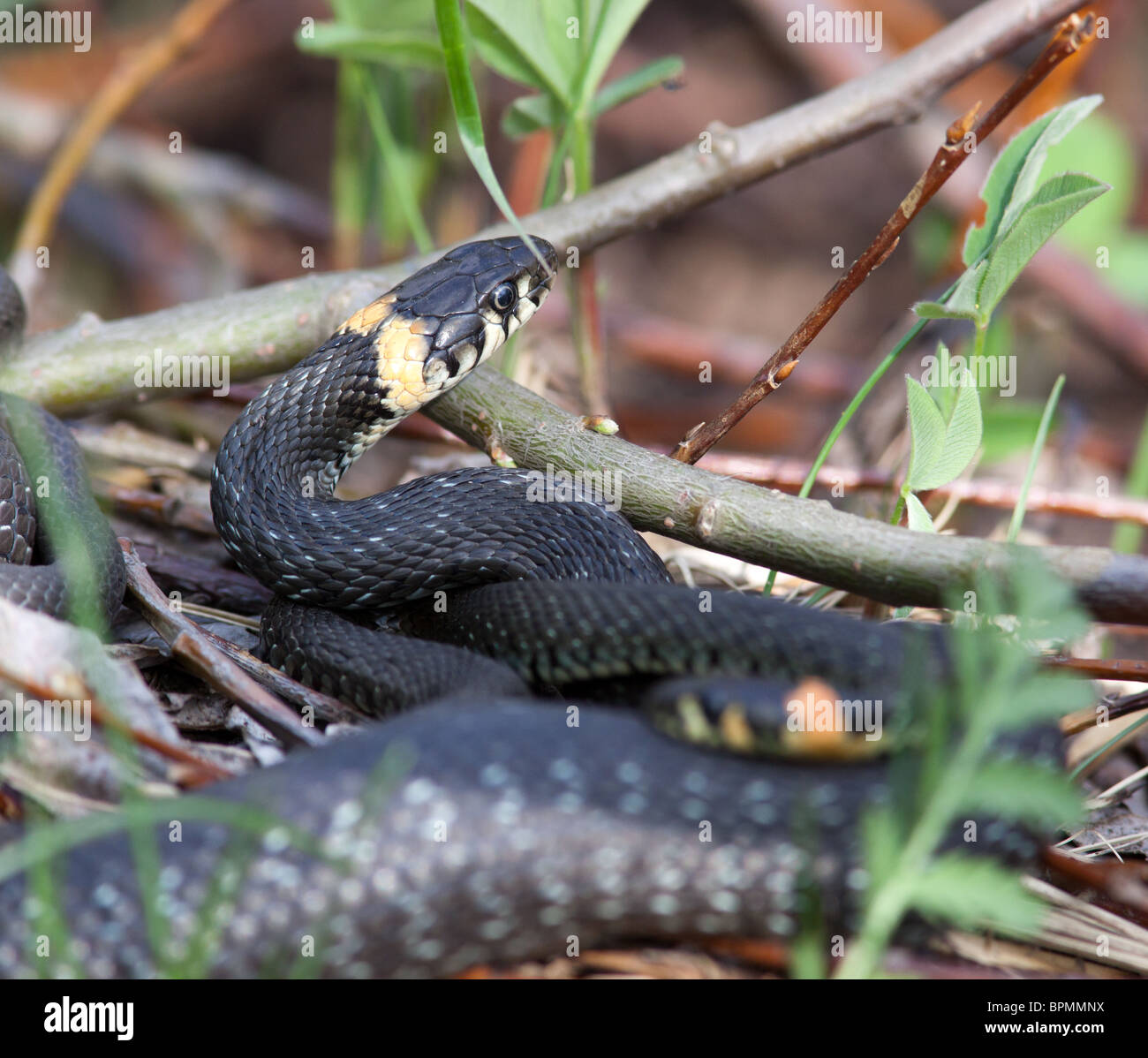The Grass Snake (Natrix natrix) in the wild nature Stock Photo - Alamy