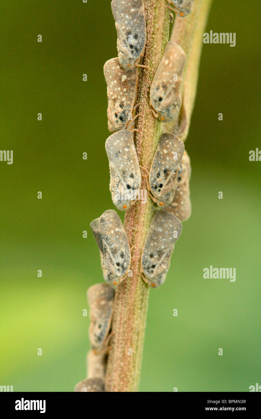 Tiny insects hi-res stock photography and images - Alamy