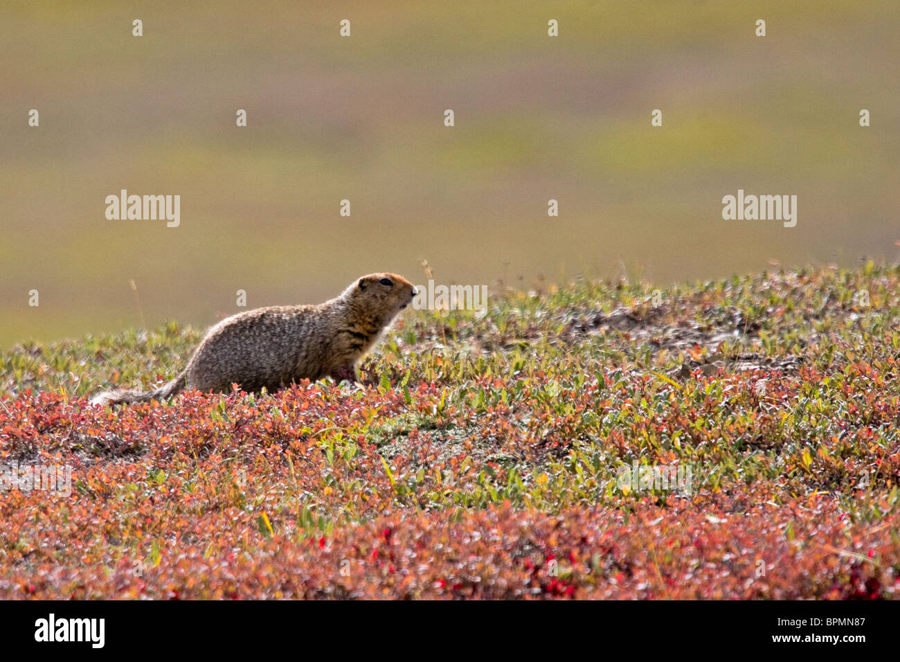 Alaskan ground squirrel hi-res stock photography and images - Alamy