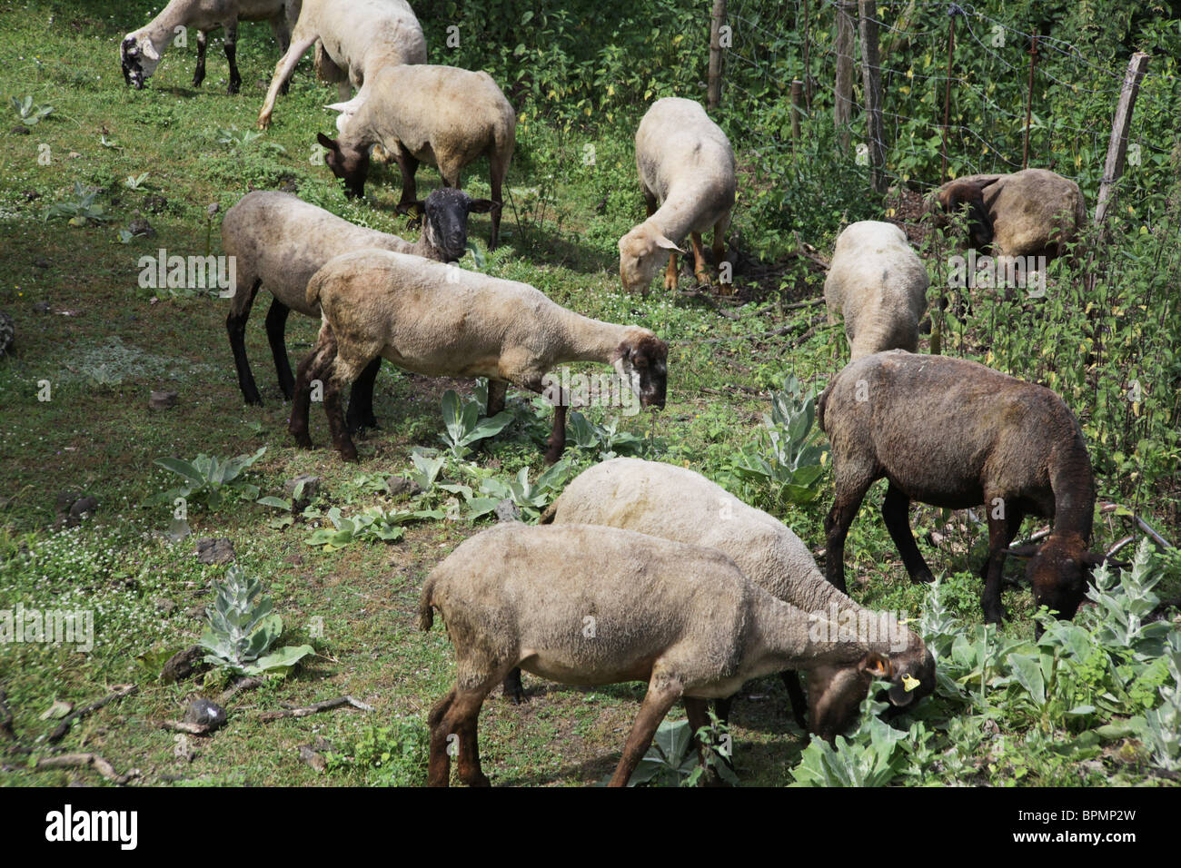 Sheared sheep hi-res stock photography and images - Alamy