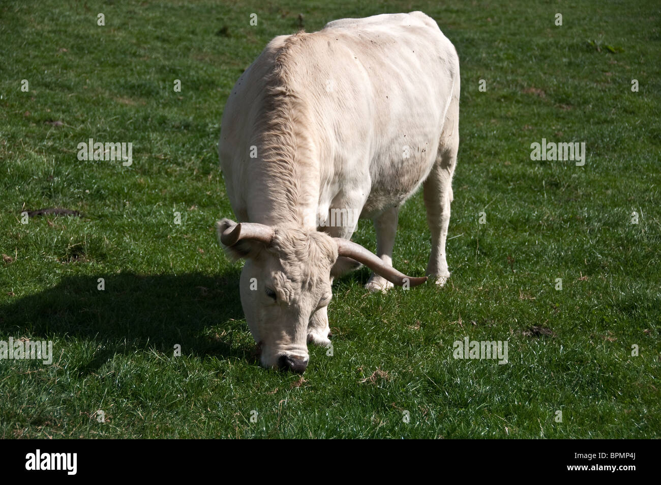 White park Cow Stock Photo - Alamy