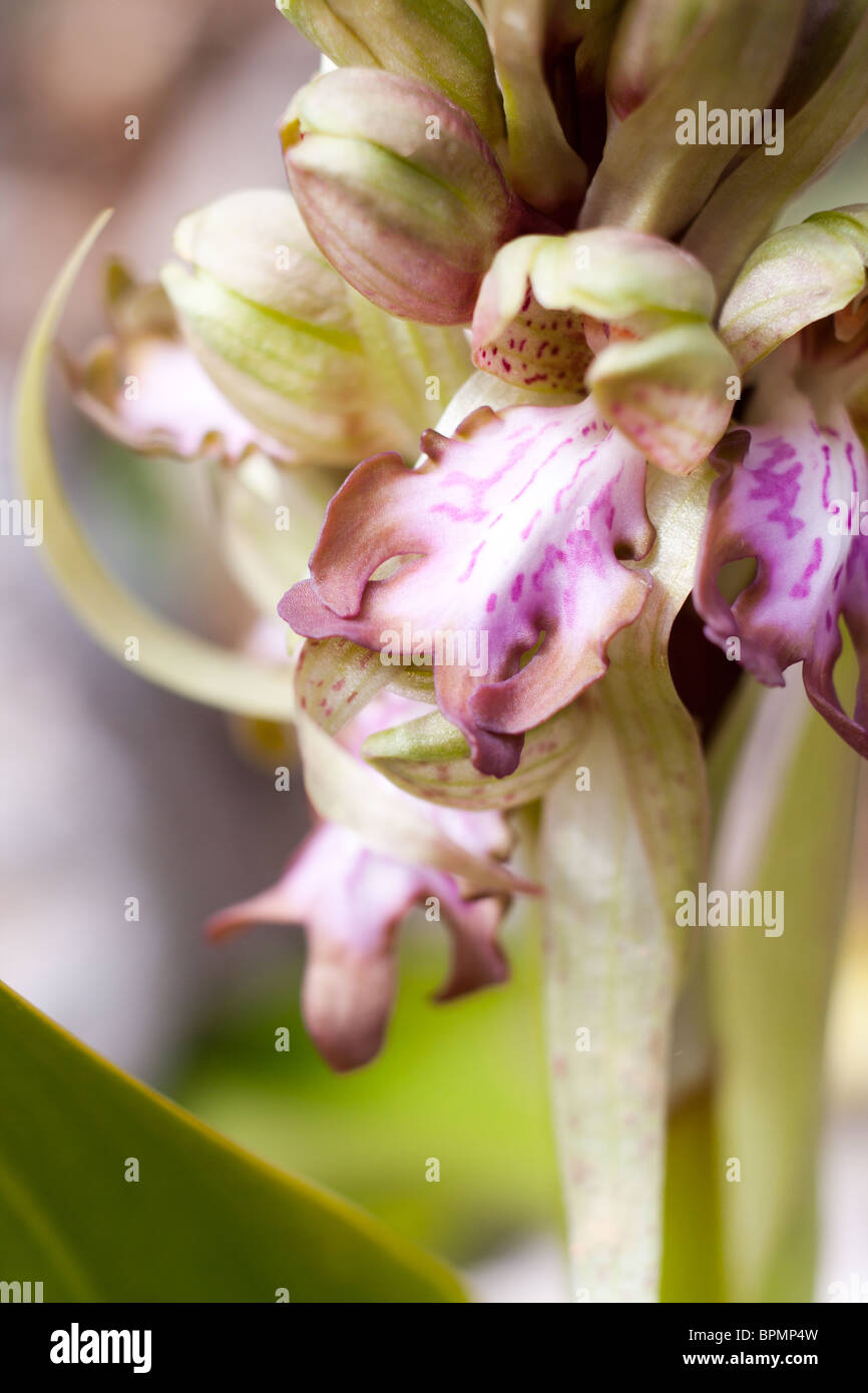 Giant bouquet flowers hi-res stock photography and images - Alamy