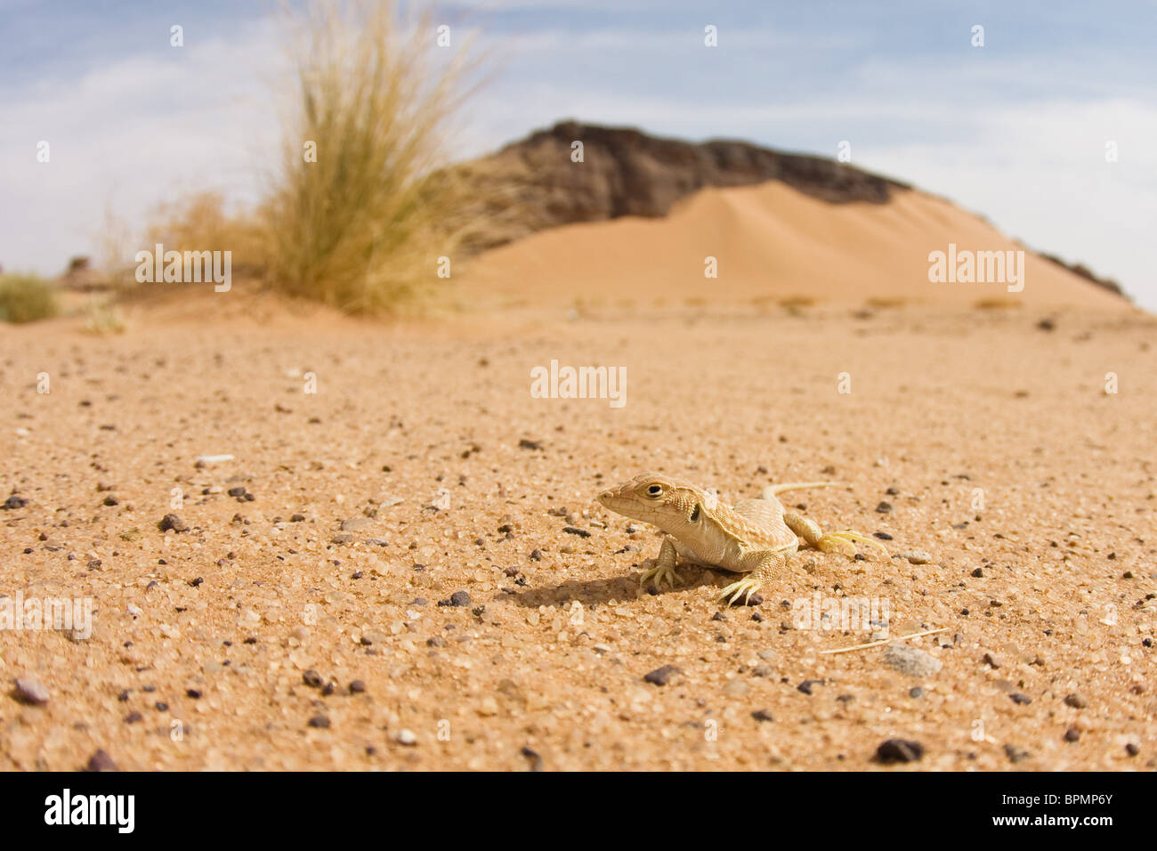 Lizard in the libyan Desert, Libya, Sahara, North Africa Stock Photo ...