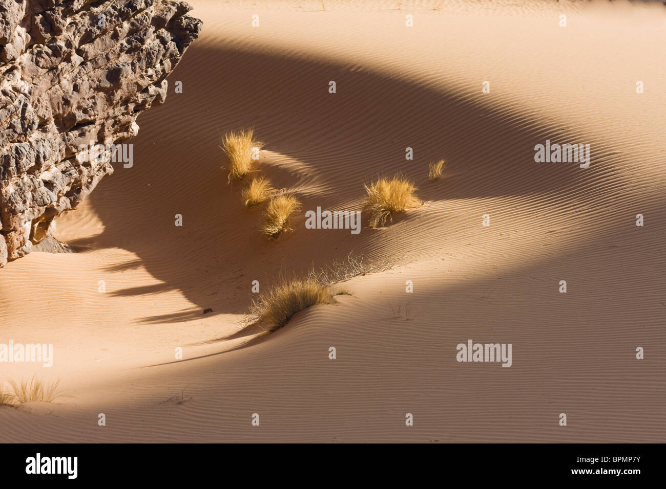 Sahara gras hi-res stock photography and images - Alamy