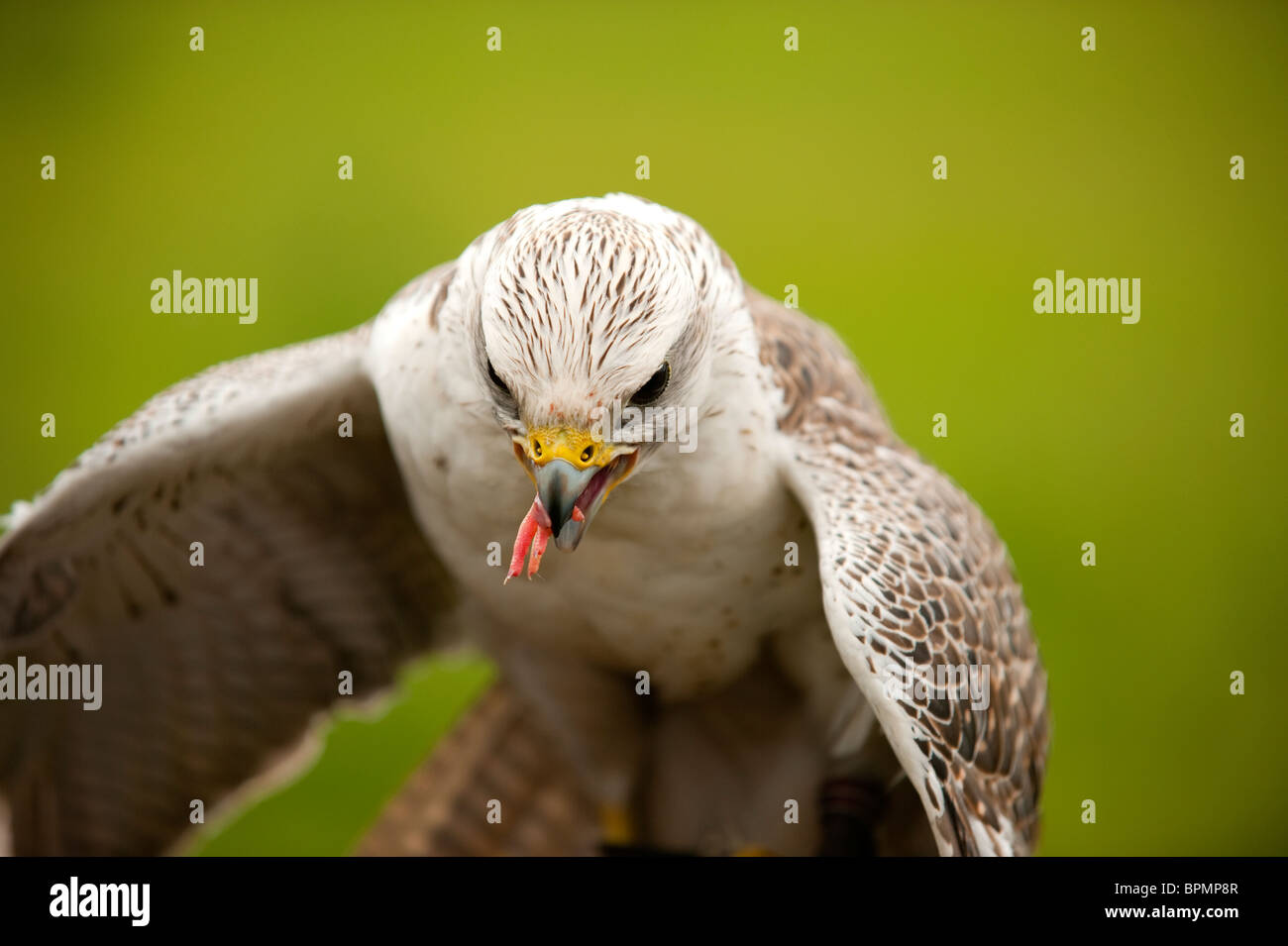 Bird of Prey Saker Falcon Stock Photo - Alamy