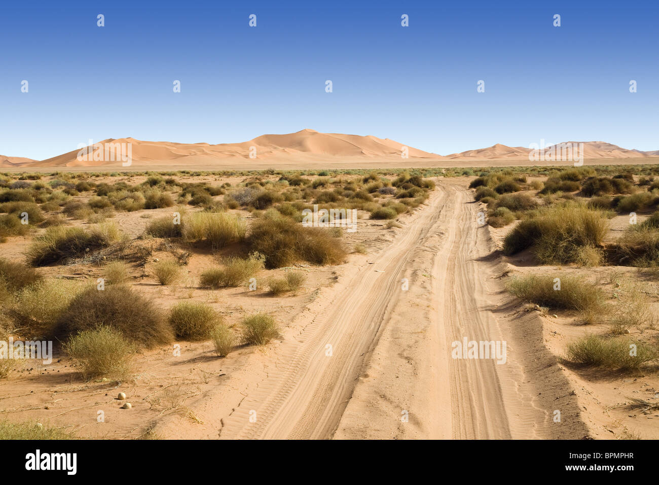 Africa libya vegetation in desert hi-res stock photography and images ...