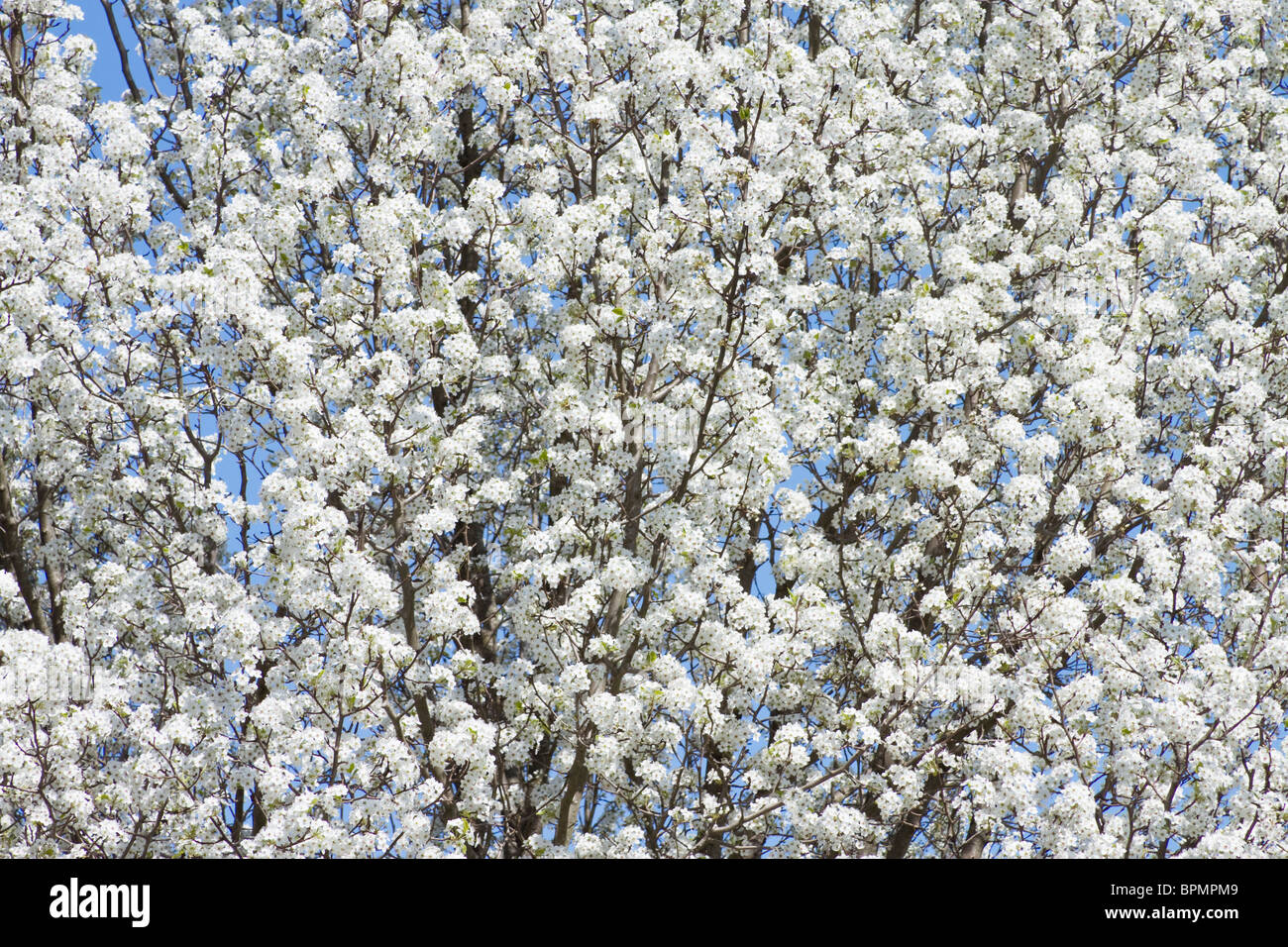 Bradford pear hi-res stock photography and images - Alamy