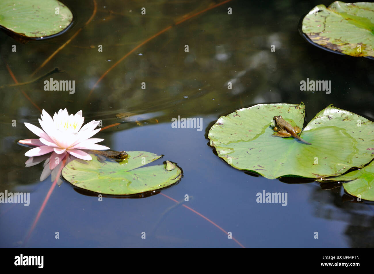 Water lily - Nymphaeaceae Stock Photo - Alamy