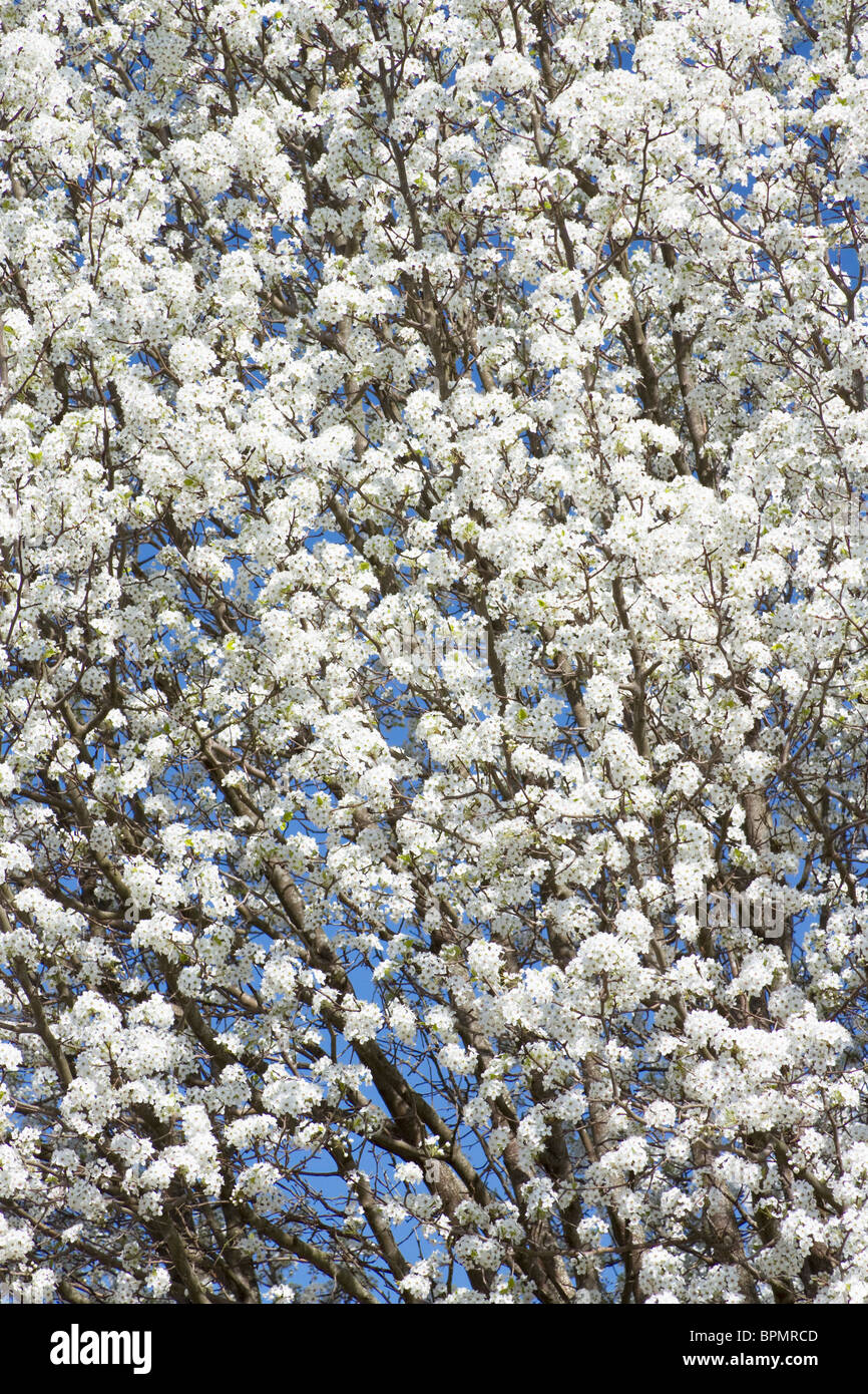 Spring Bradford Pear Bloom With Clear Sky Vertical Stock Photo - Alamy