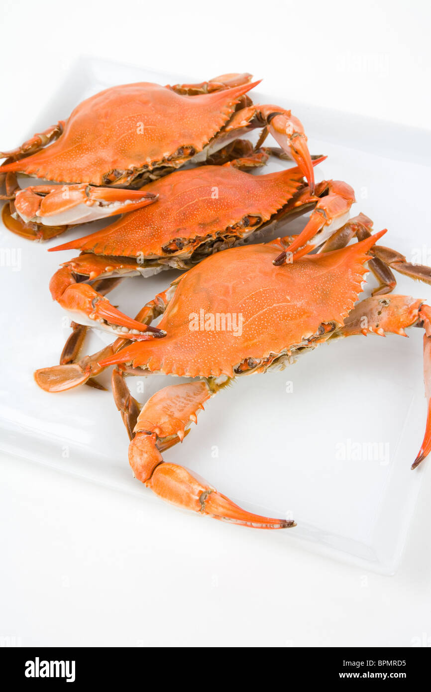 Blue Crab with white background Stock Photo - Alamy