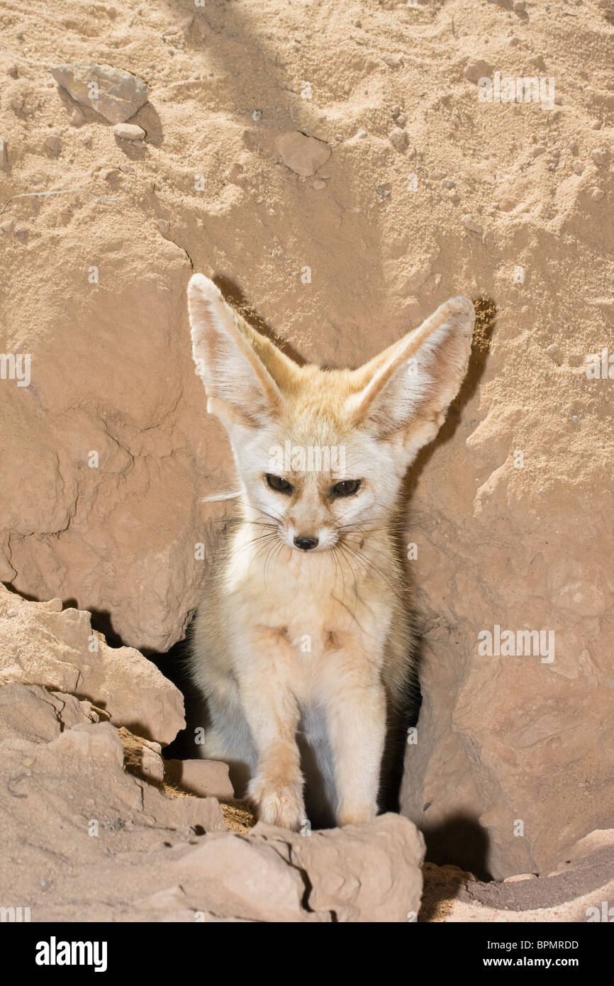 Fennec Fox, Canis zerdus, libyan desert, Libya, Africa Stock Photo - Alamy
